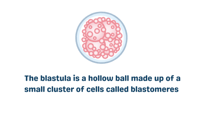 Answered What Are The Three Primary Germ Layers