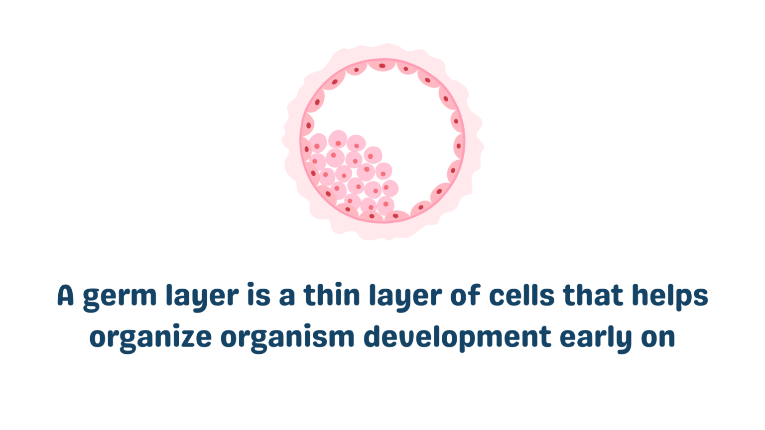 Answered: What are the three primary germ layers?