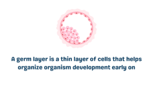 Answered: What are the three primary germ layers?