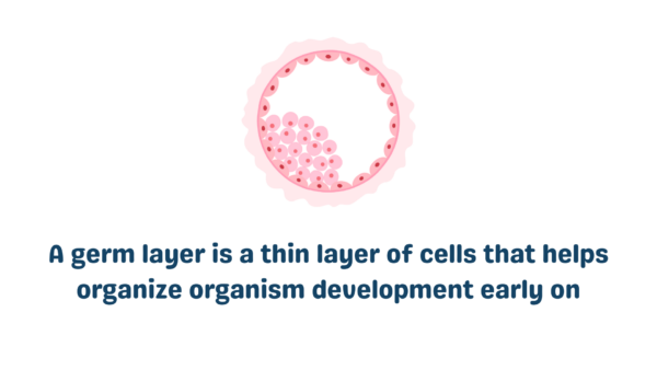 Answered: What are the three primary germ layers?