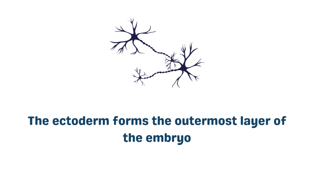 Answered: What are the three primary germ layers?