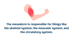 Answered: What are the three primary germ layers?