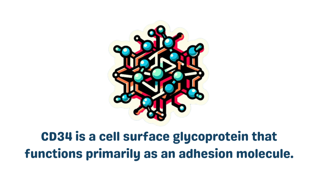 Everything you need to know about CD34 | Trailhead Biosystems