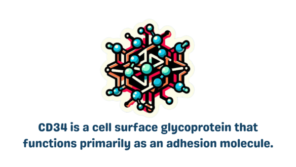 Everything you need to know about CD34 | Trailhead Biosystems