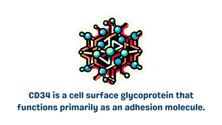 Everything you need to know about CD34 | Trailhead Biosystems