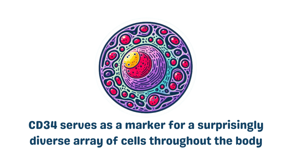 Everything you need to know about CD34 | Trailhead Biosystems