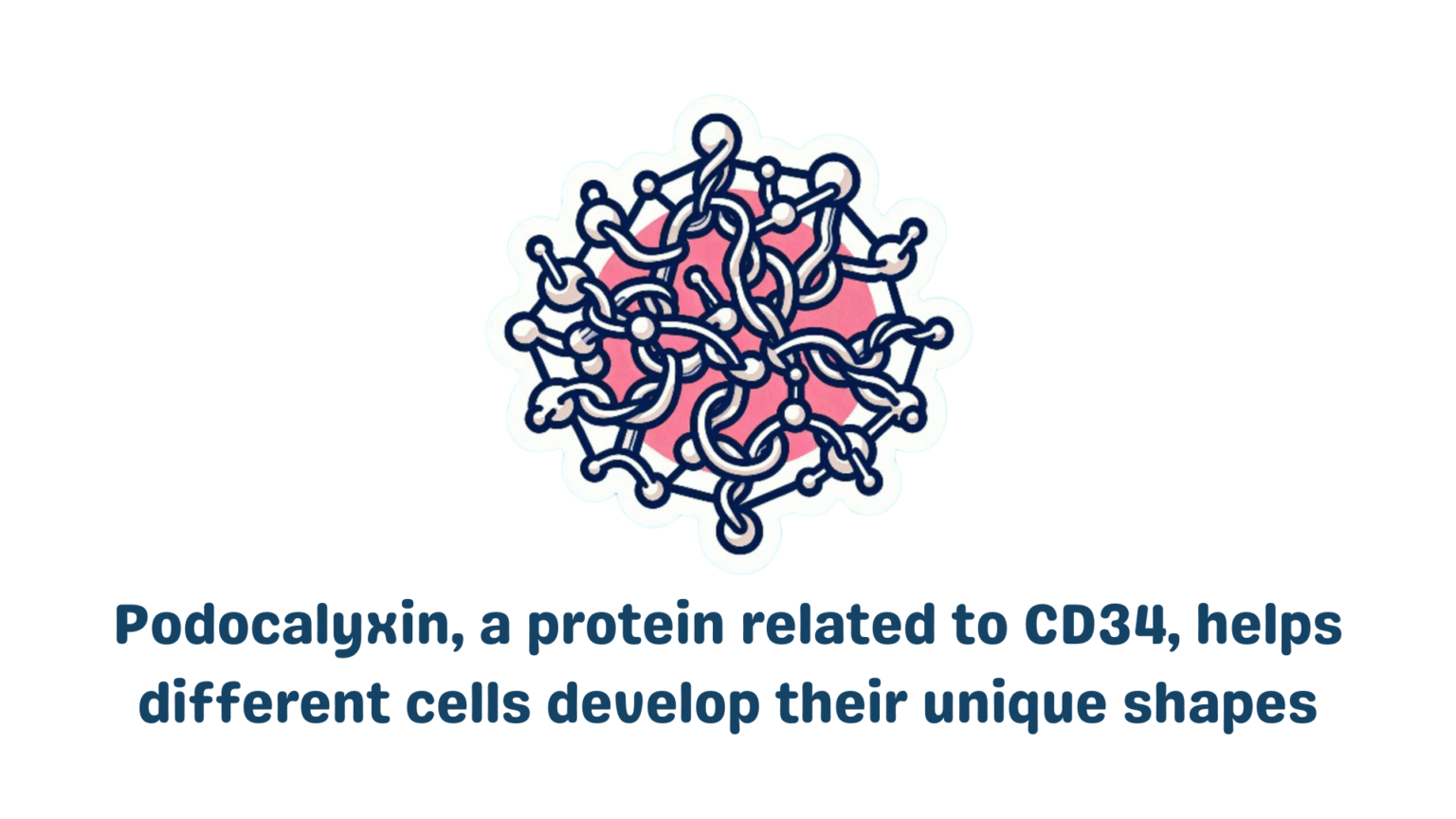 Everything you need to know about CD34 | Trailhead Biosystems