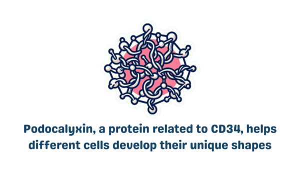 Everything you need to know about CD34 | Trailhead Biosystems