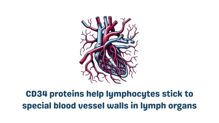 Everything you need to know about CD34 | Trailhead Biosystems