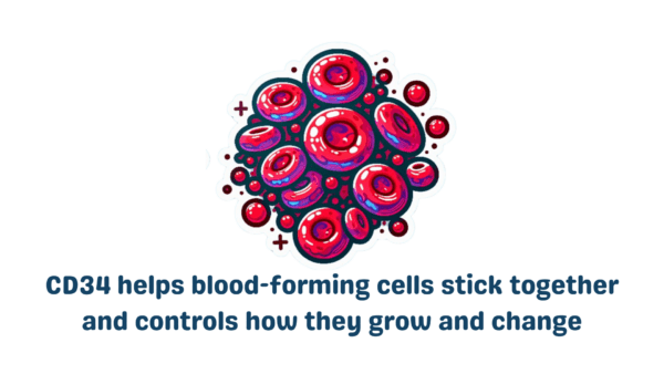 Everything you need to know about CD34 | Trailhead Biosystems