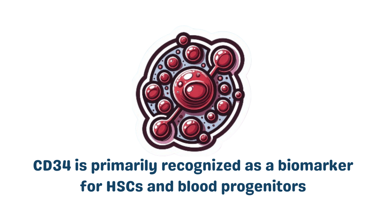 Everything you need to know about CD34 | Trailhead Biosystems